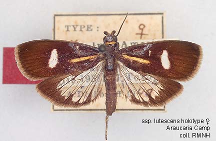 Papua Insects Foundation (Lepidoptera/Immidae/Imma niphopelta)